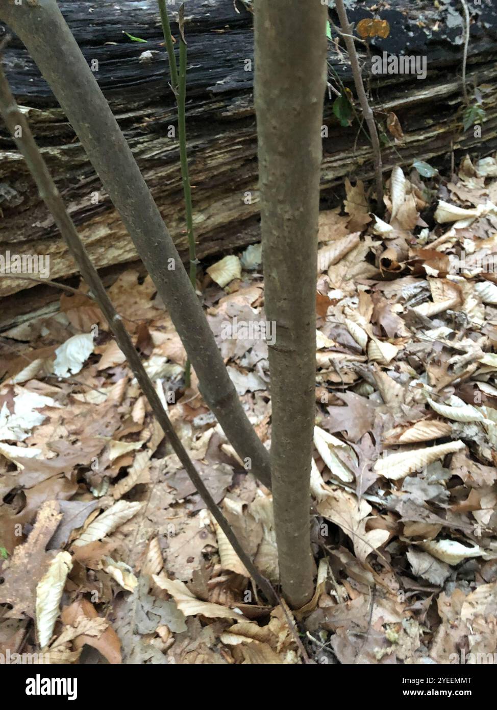 Pinxter Flower (Rhododendron periclymenoides Stock Photo - Alamy