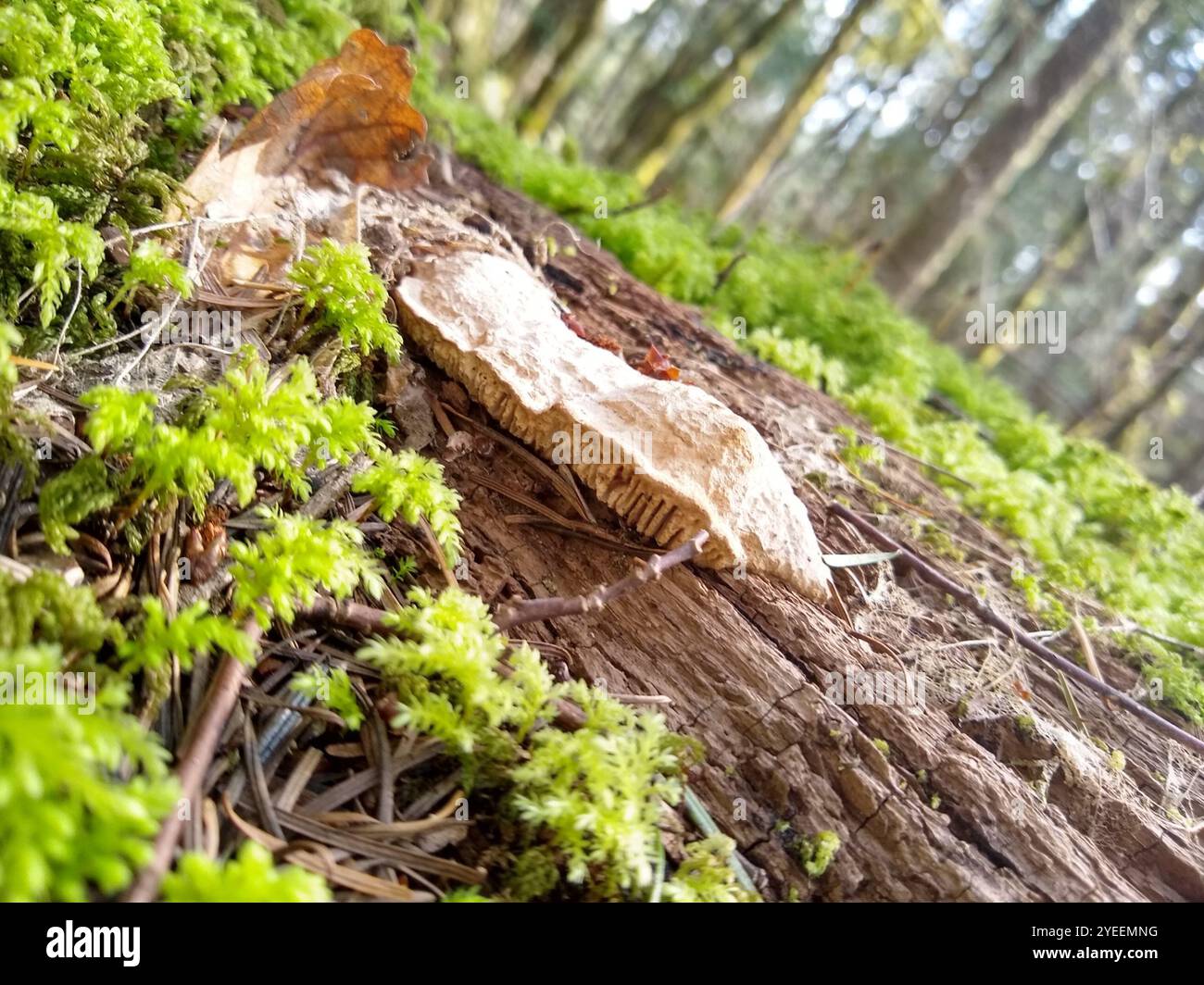 Oak mazegill (Fomitopsis quercina Stock Photo - Alamy