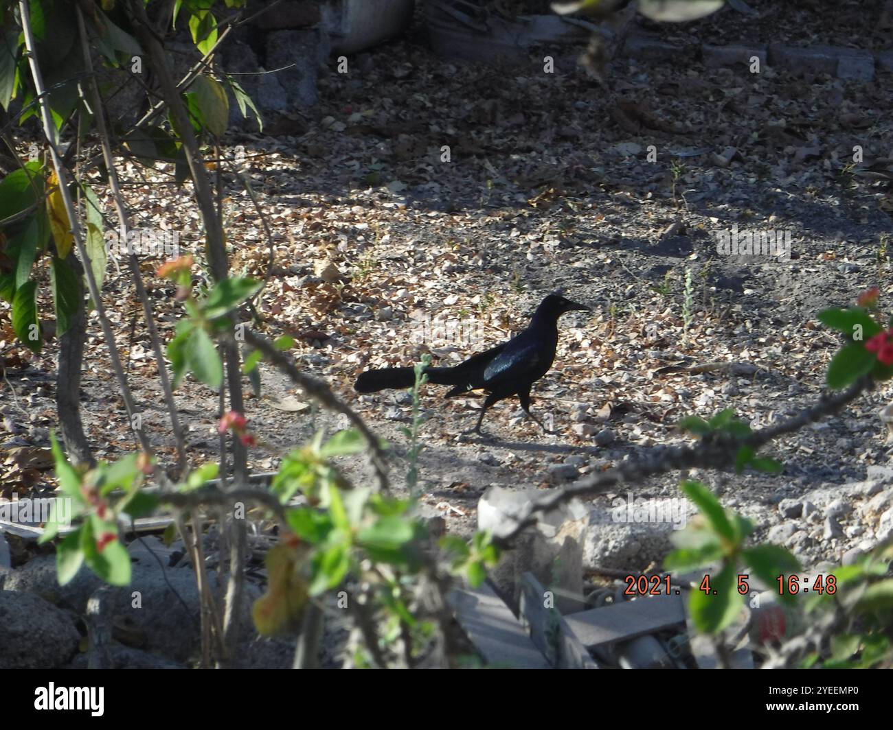Great-tailed Grackle (Quiscalus mexicanus Stock Photo - Alamy