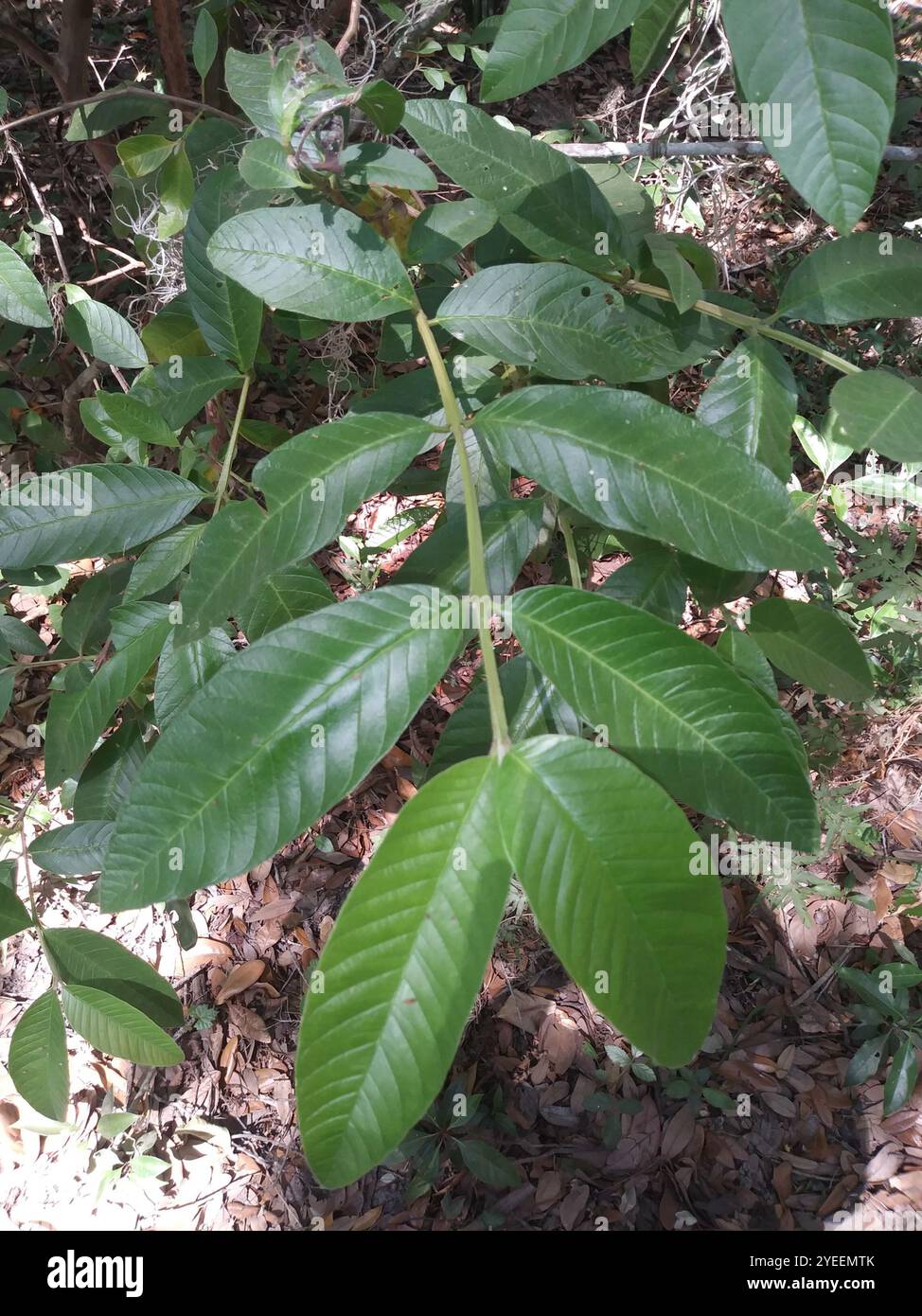 Common guava (Psidium guajava Stock Photo - Alamy
