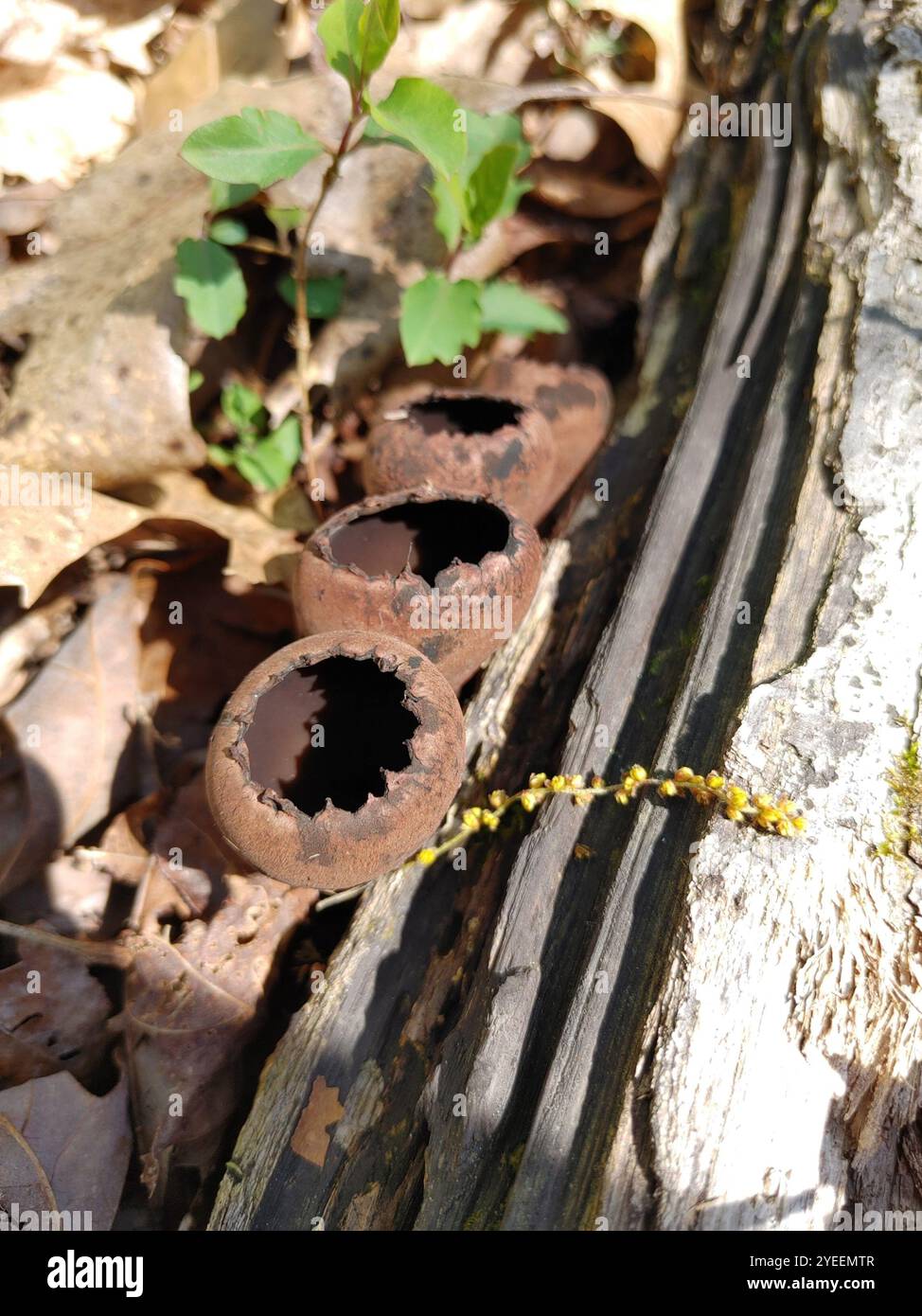 devil's urn (Urnula craterium Stock Photo - Alamy