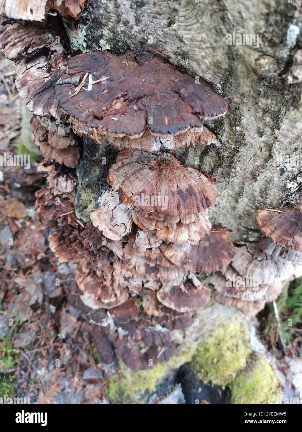 Mensularia radiata hi-res stock photography and images - Alamy