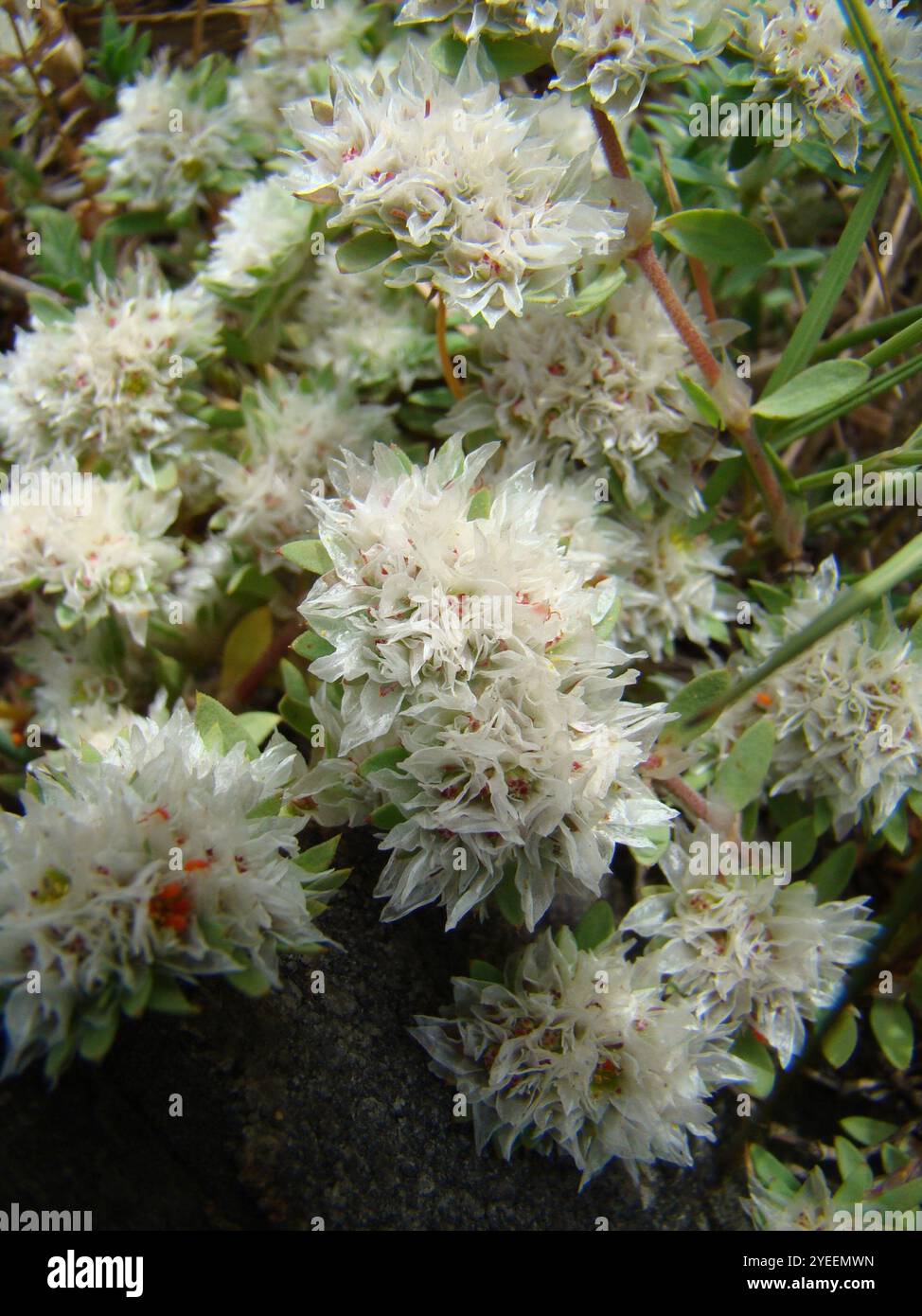 Algerian Tea (Paronychia argentea Stock Photo - Alamy