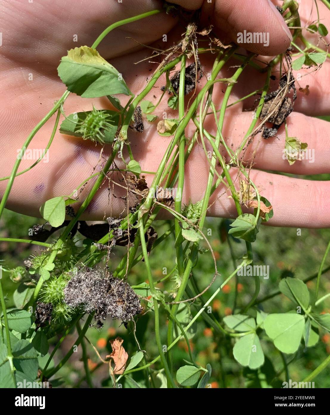 bur clover (Medicago polymorpha Stock Photo - Alamy