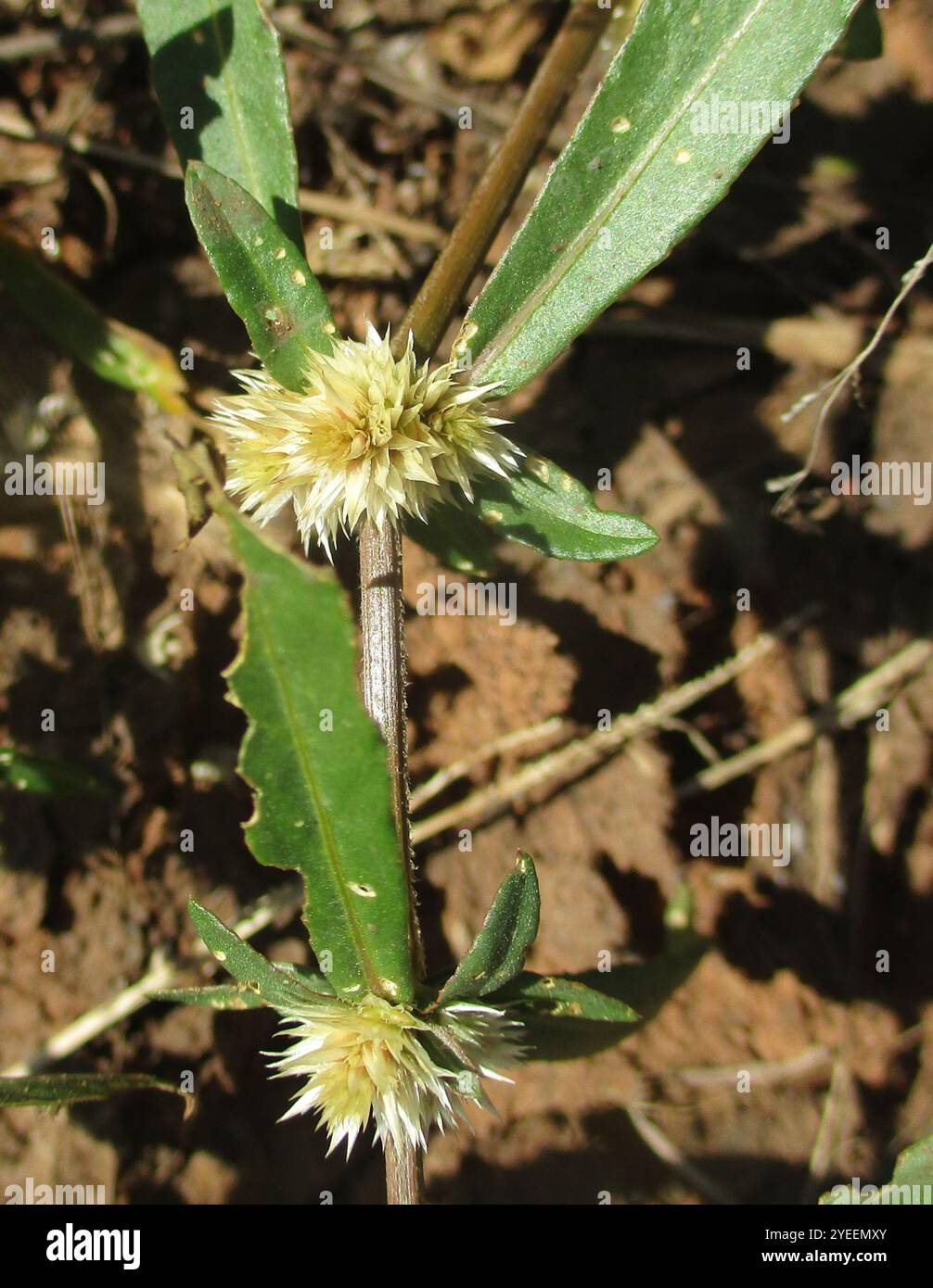 Sessile Joyweed (Alternanthera sessilis Stock Photo - Alamy