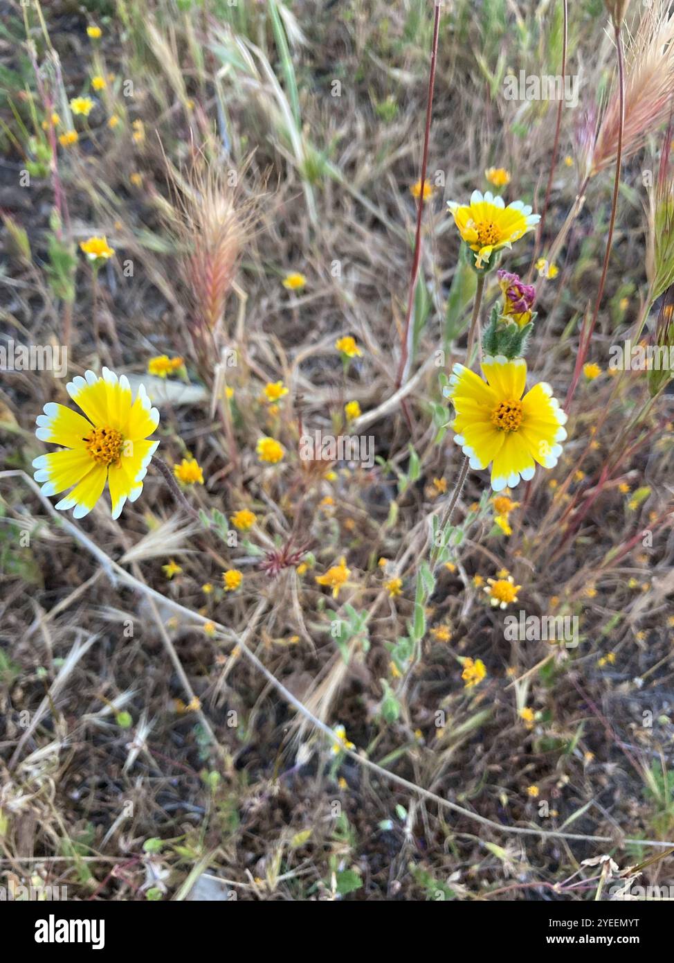 tidy tips (Layia platyglossa Stock Photo - Alamy