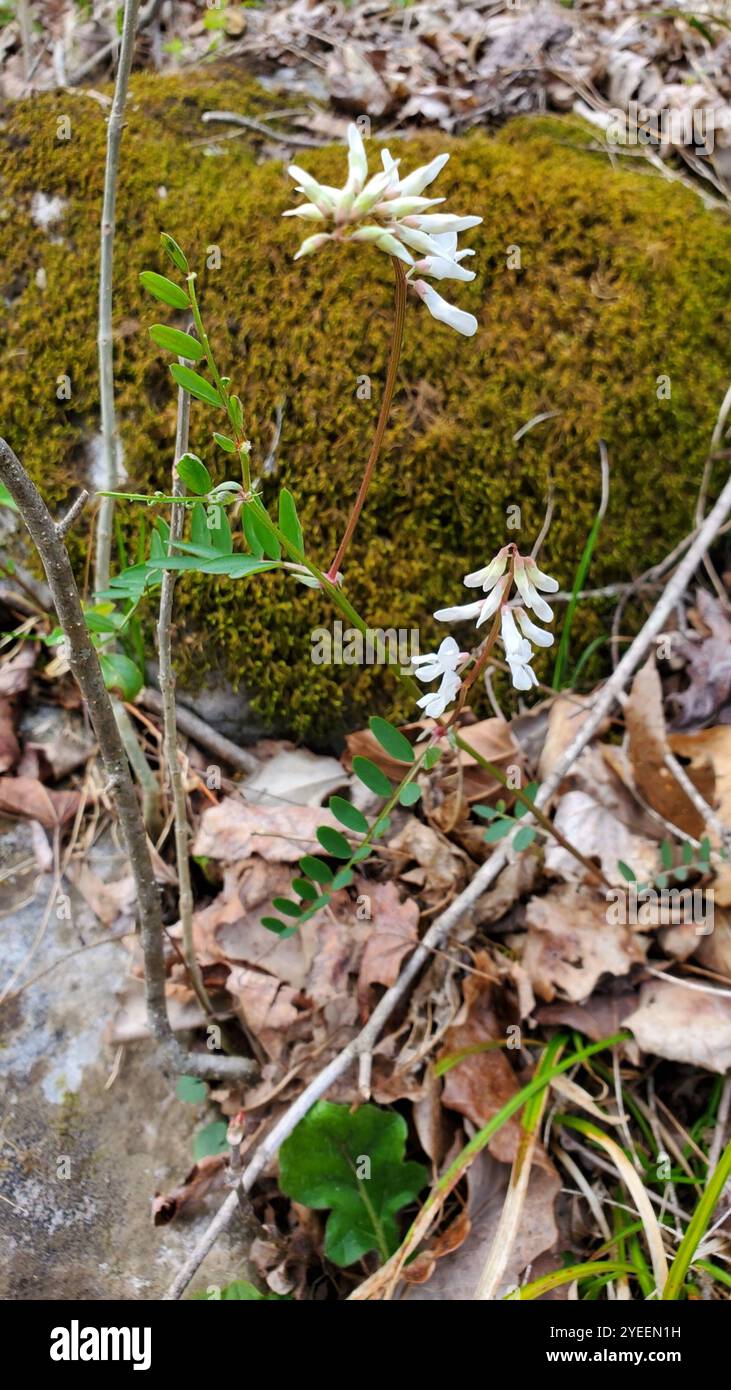 Carolina Vetch (Vicia caroliniana Stock Photo - Alamy