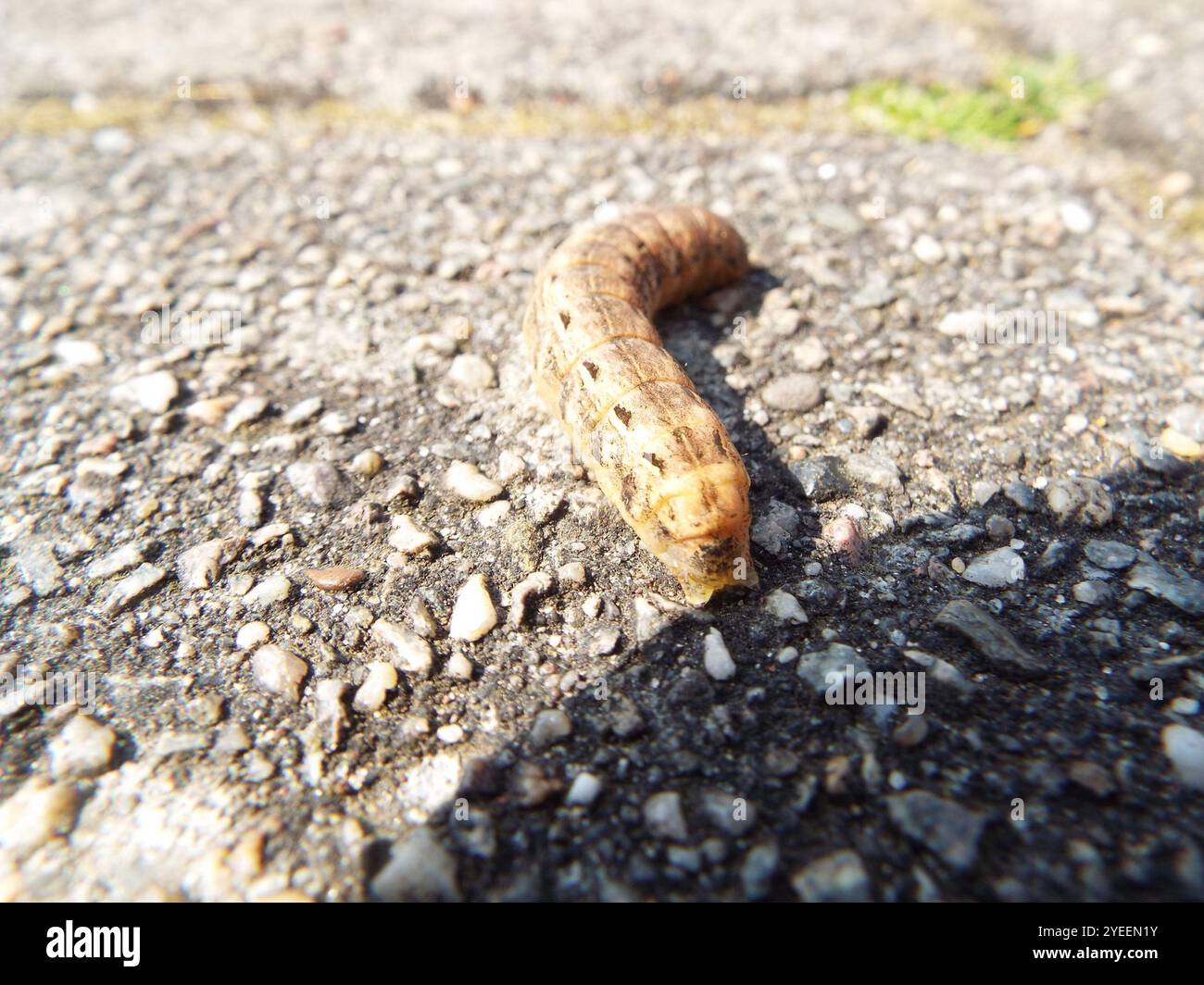 Cutworms and Dart Moths (Noctuinae Stock Photo - Alamy