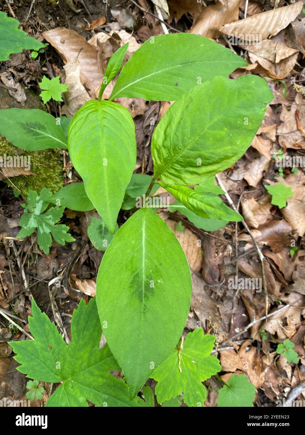 American jumpseed (Persicaria virginiana Stock Photo - Alamy