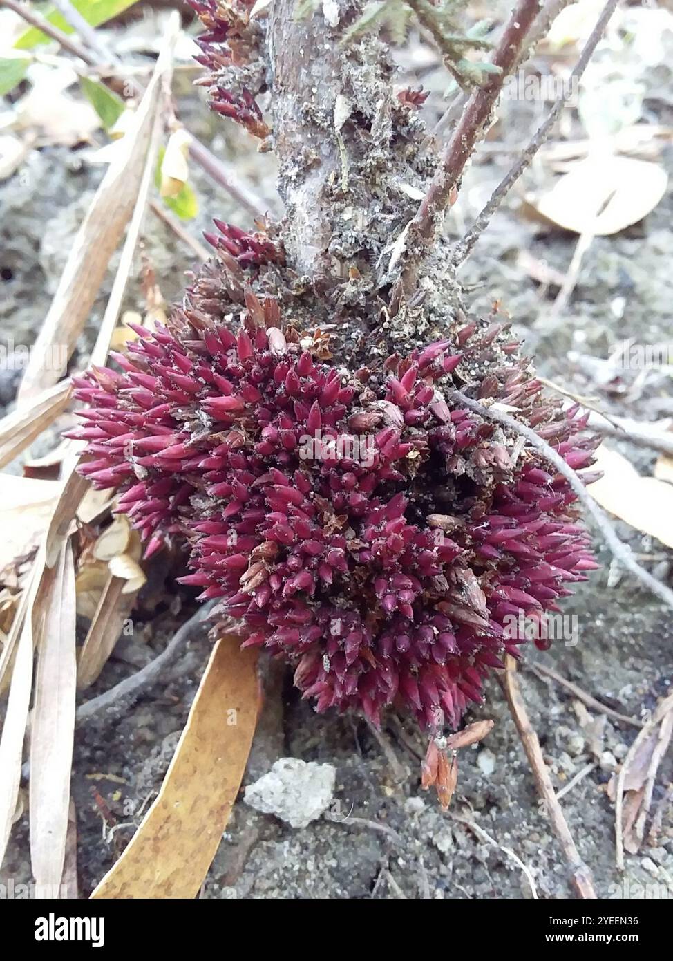 Mount Lofty Ground-berry (Acrotriche fasciculiflora Stock Photo - Alamy