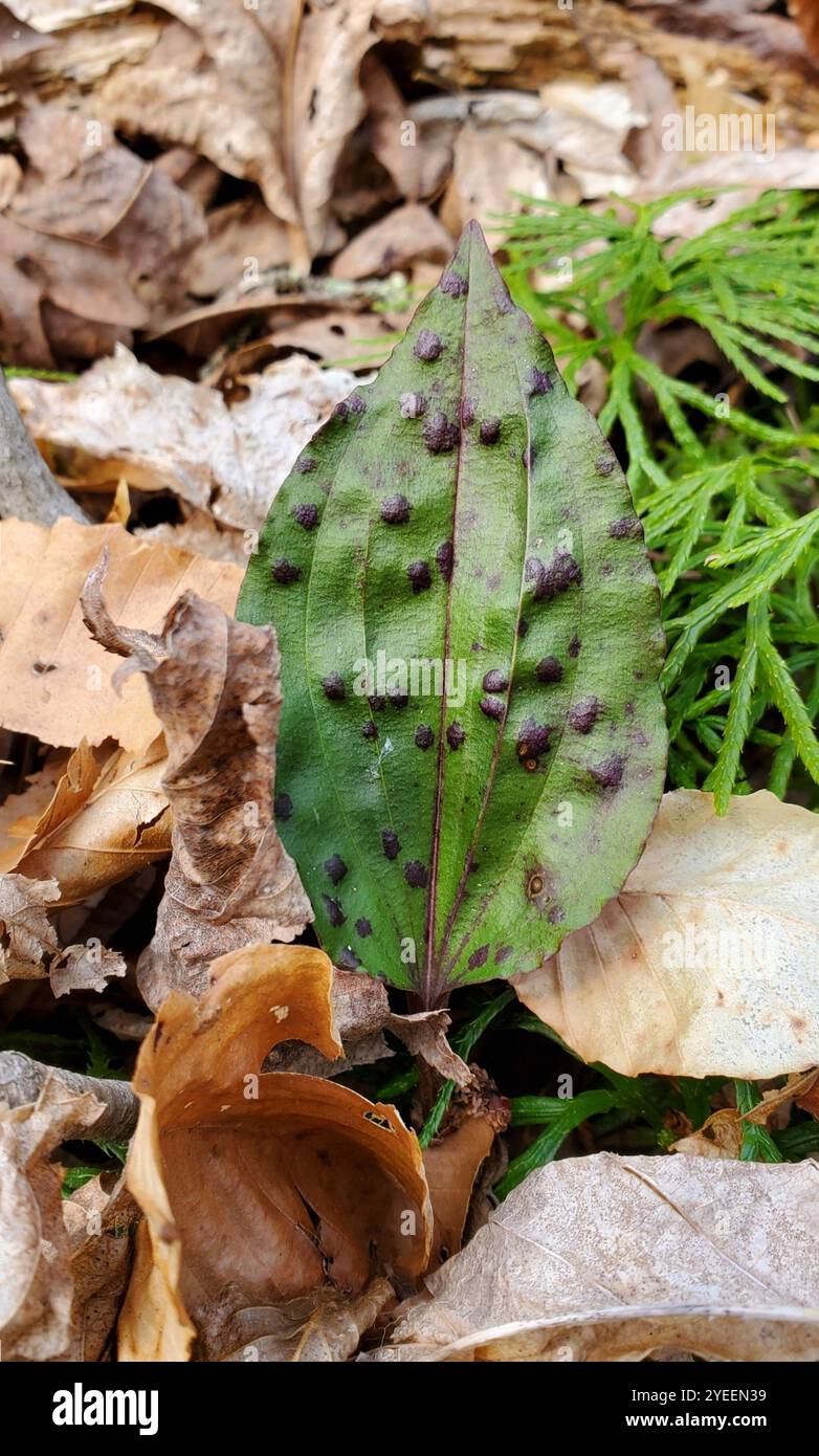crane-fly orchid (Tipularia discolor Stock Photo - Alamy