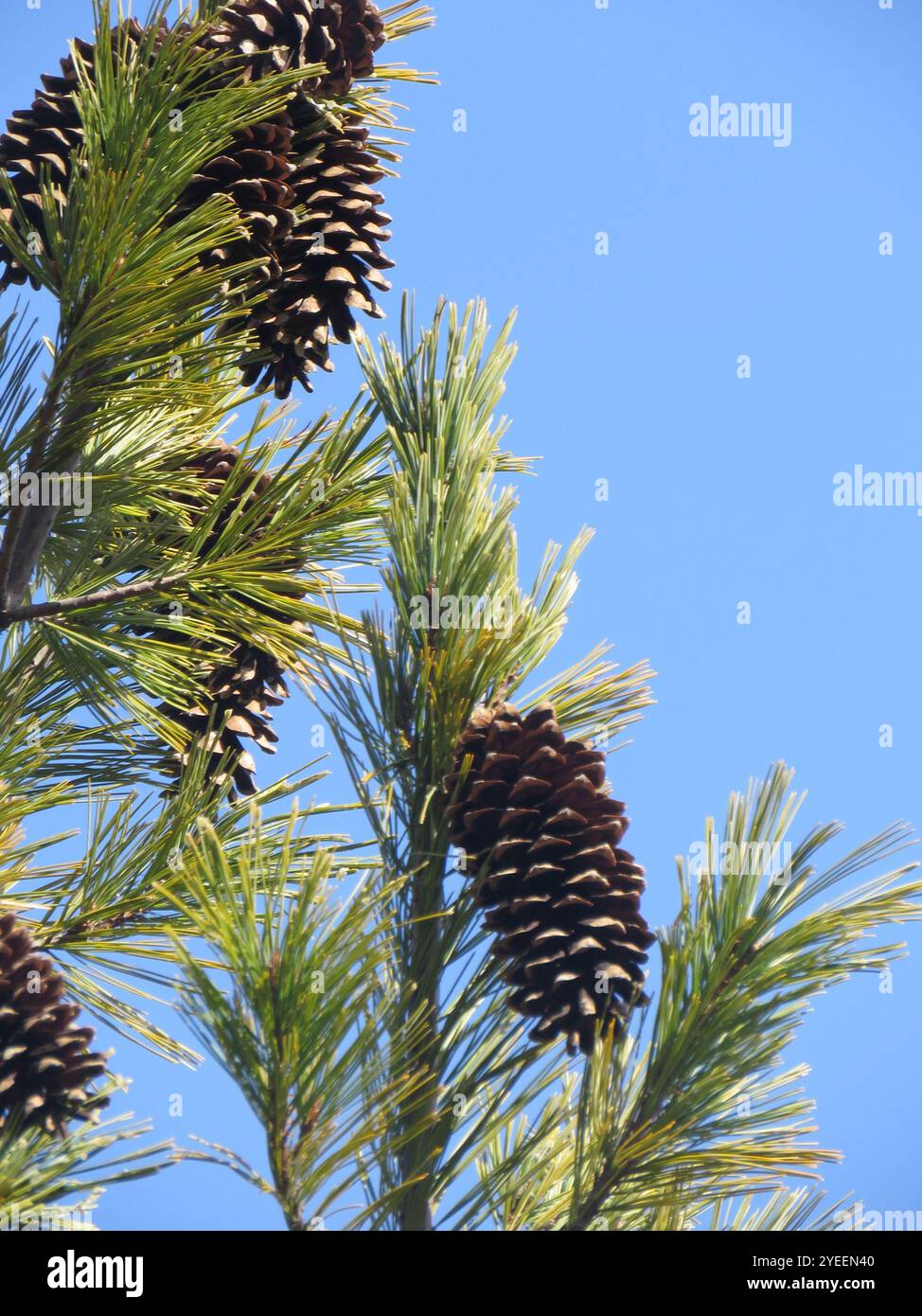 western white pine (Pinus monticola Stock Photo - Alamy
