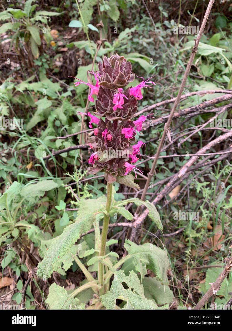 Hummingbird Sage (Salvia spathacea Stock Photo - Alamy