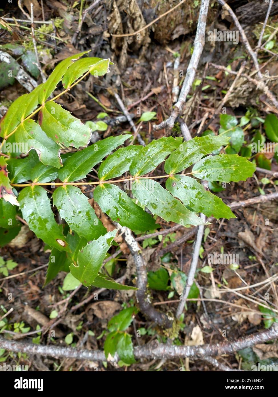 Cascade Oregon-grape (Berberis nervosa Stock Photo - Alamy