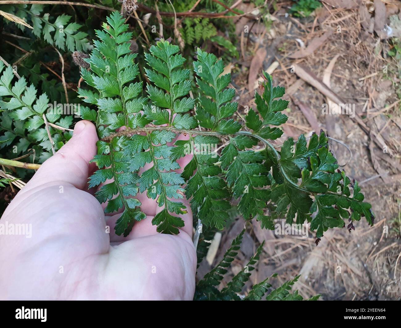 Prickly shield fern hi-res stock photography and images - Alamy