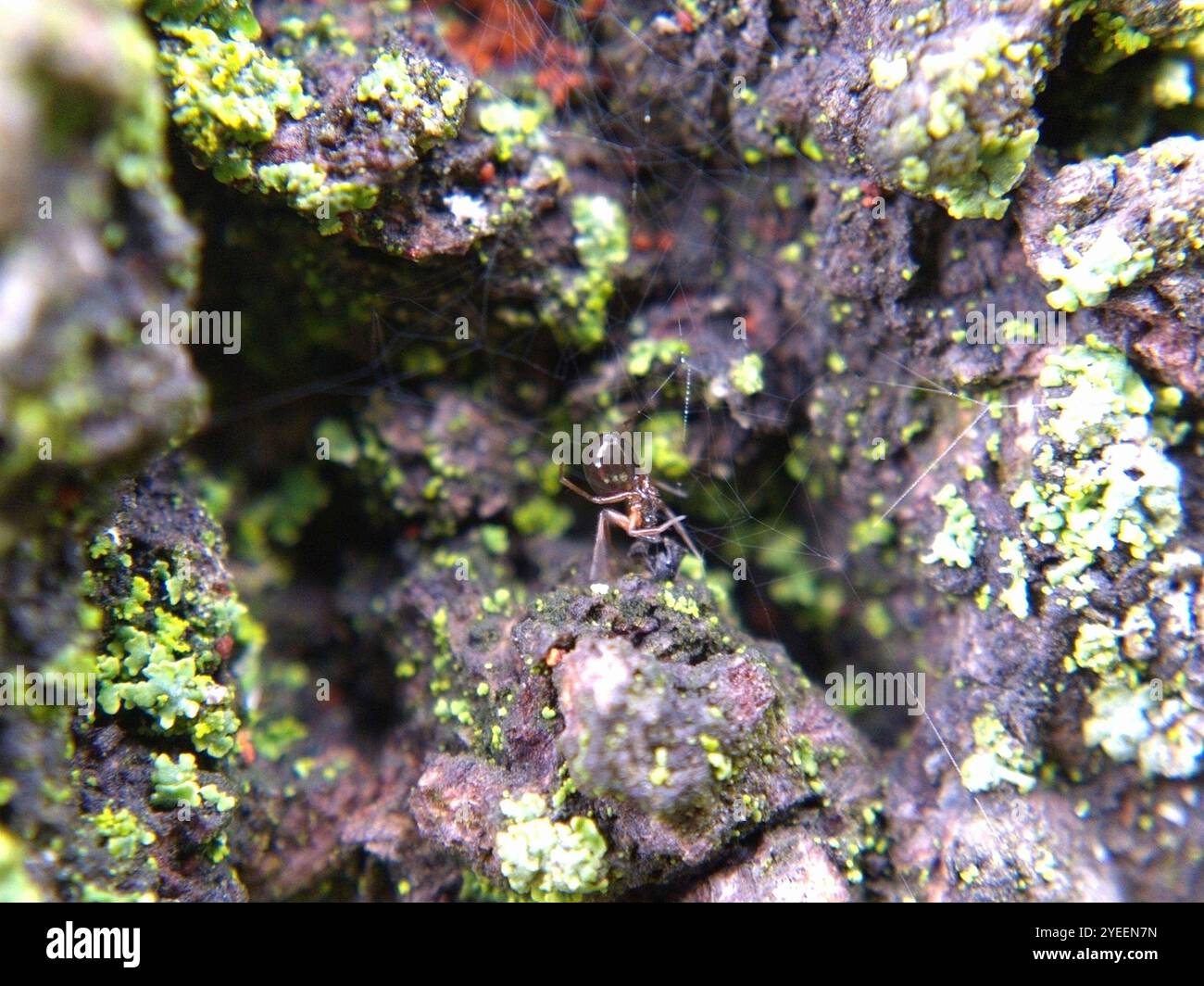 Sheetweb and Dwarf Weavers (Linyphiidae Stock Photo - Alamy