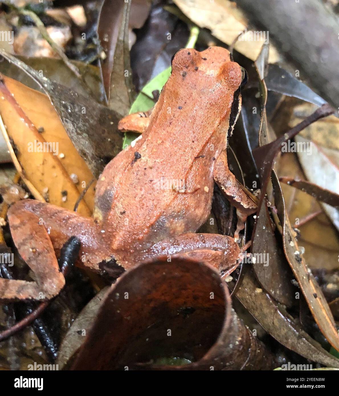 Pond Frogs (Rana Stock Photo - Alamy