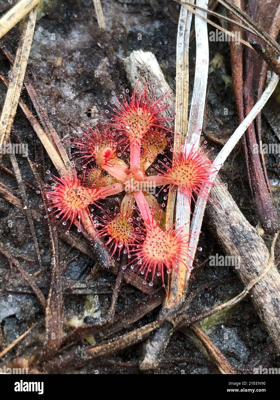 Pink Sundew (Drosera capillaris Stock Photo - Alamy
