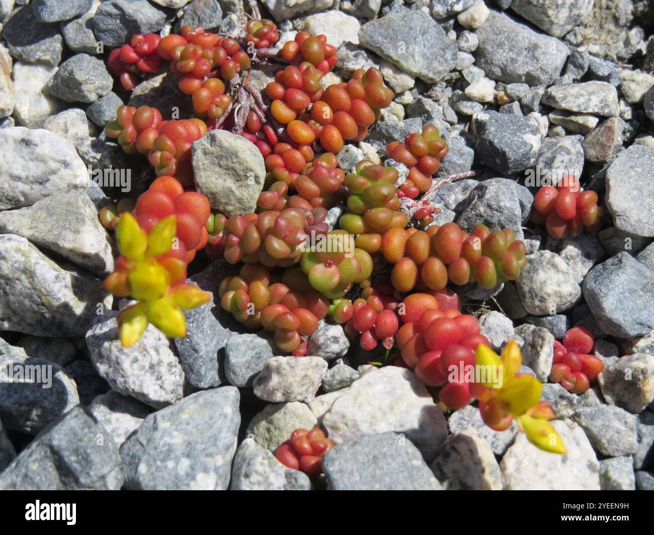 Pacific stonecrop (Sedum divergens Stock Photo - Alamy