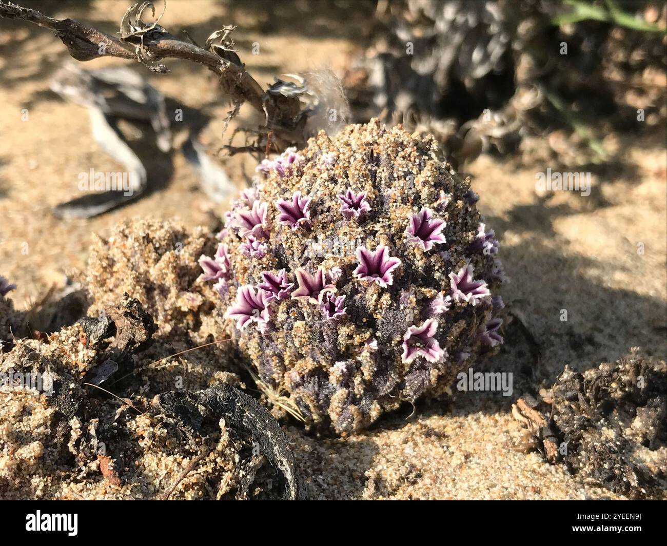 desert Christmas tree (Pholisma arenarium Stock Photo - Alamy