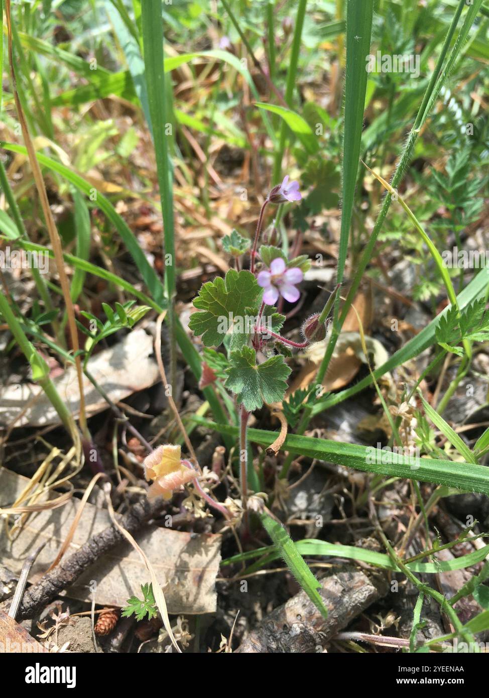 Round-leaved Crane's-bill (Geranium rotundifolium Stock Photo - Alamy