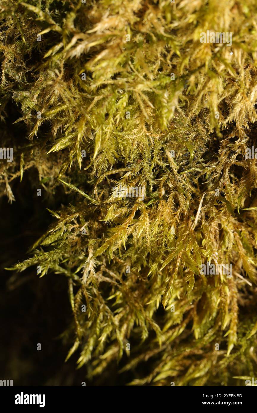 Common Feather-moss (Kindbergia praelonga Stock Photo - Alamy