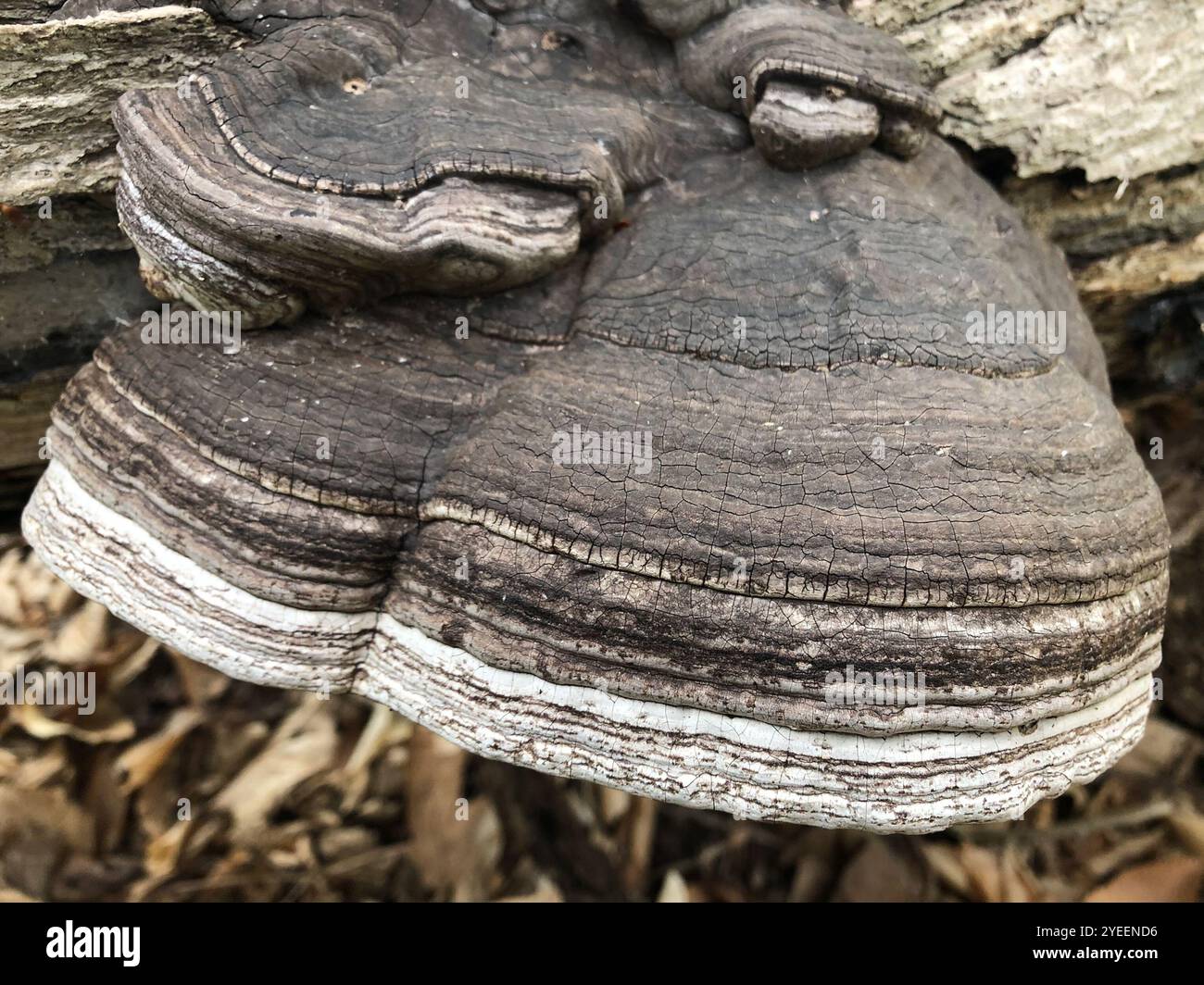 artist's bracket (Ganoderma applanatum Stock Photo - Alamy