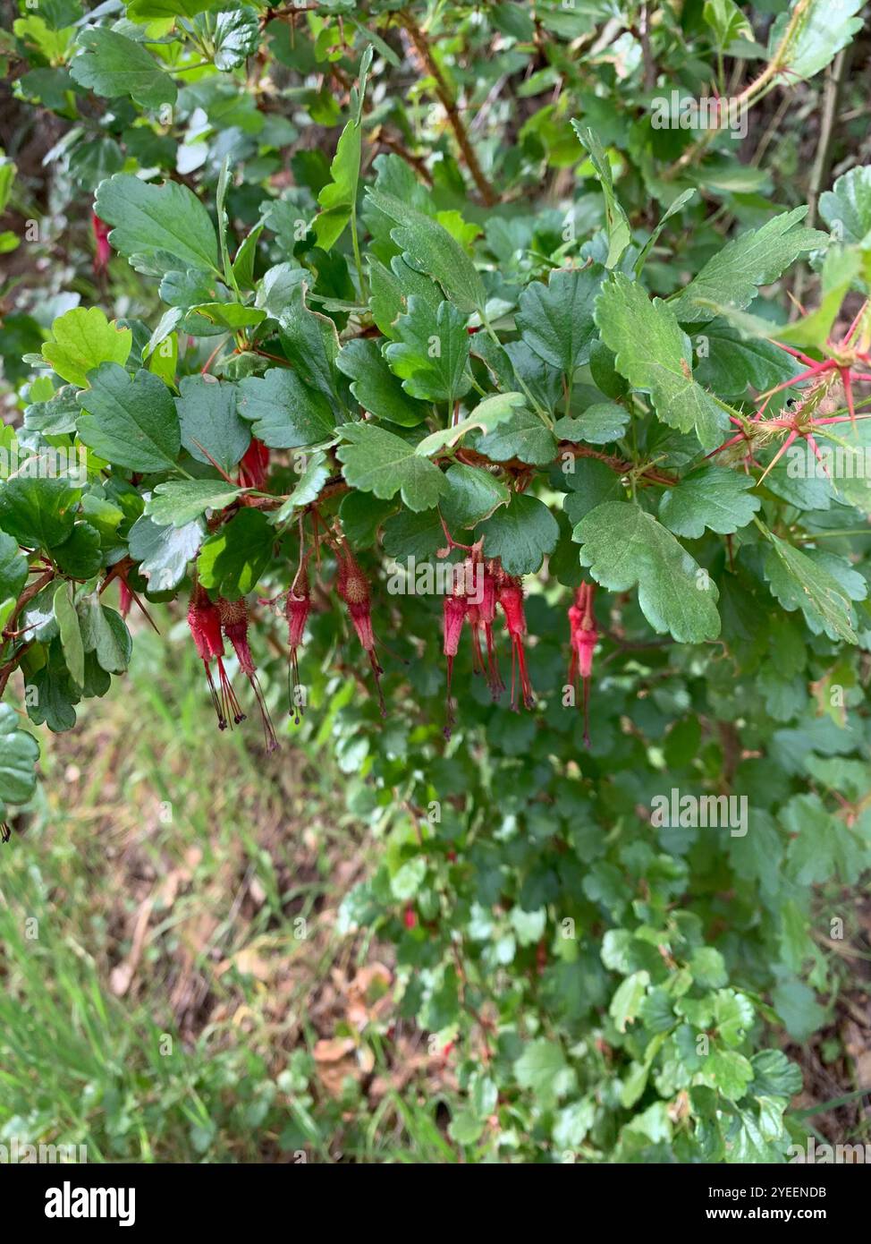 Ribes speciosum hi-res stock photography and images - Alamy