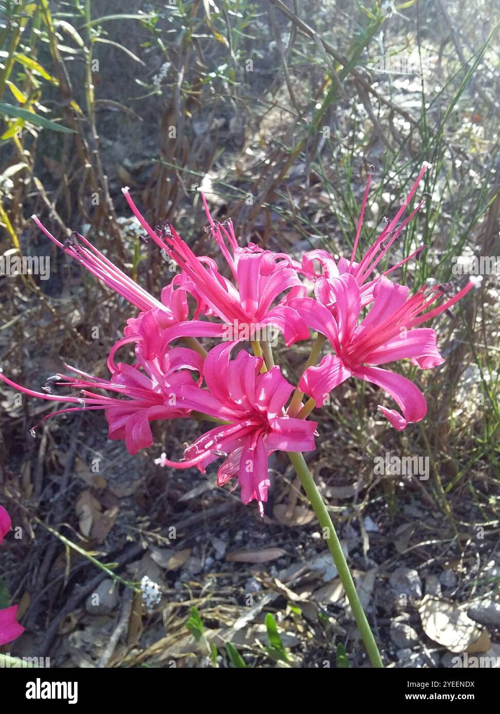 Guernsey lily nerine sarniensis hi-res stock photography and images - Alamy