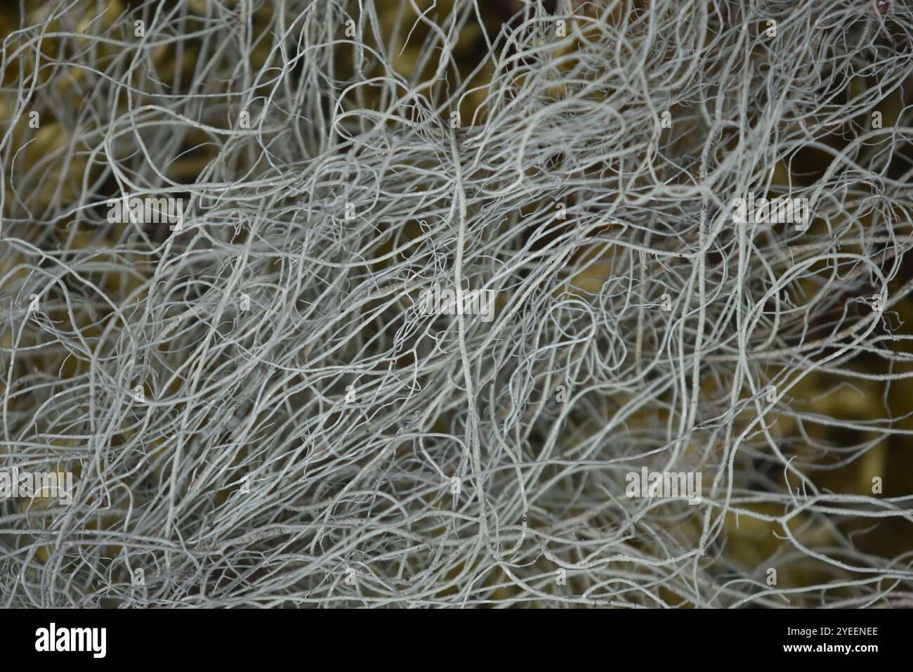 Witch's Hair Lichens (Alectoria Stock Photo - Alamy
