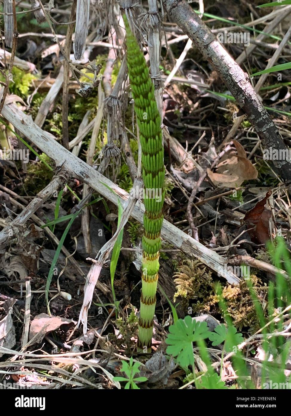great horsetail (Equisetum telmateia Stock Photo - Alamy