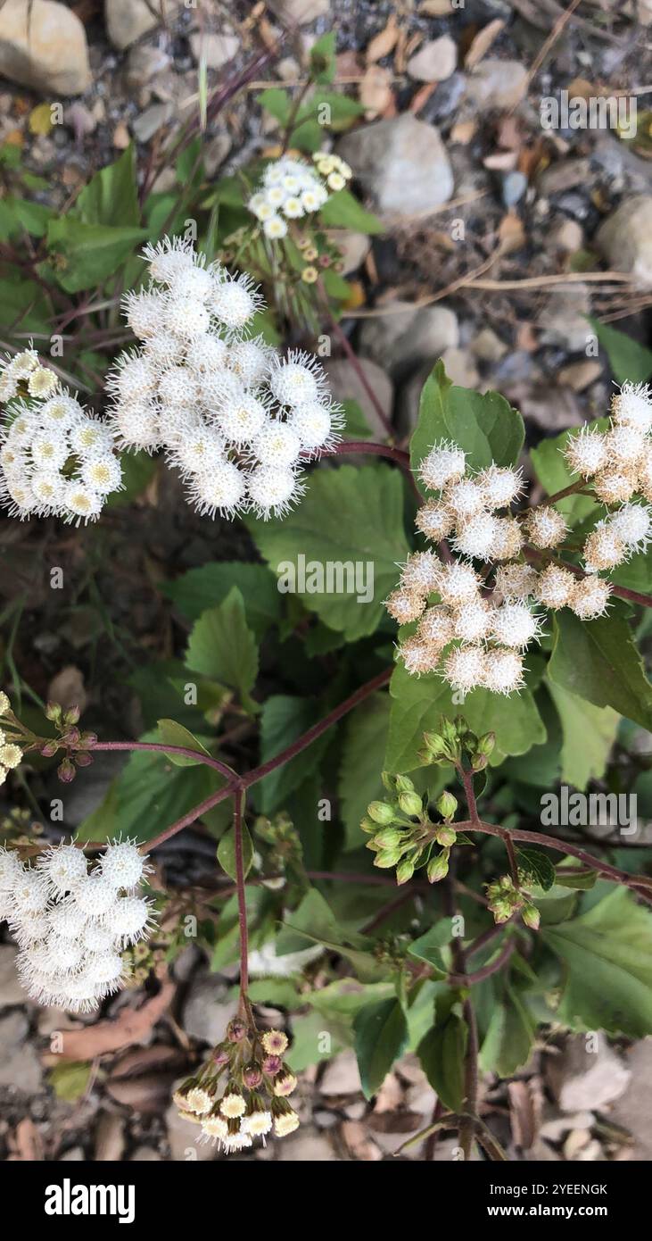 Crofton Weed (Ageratina adenophora Stock Photo - Alamy