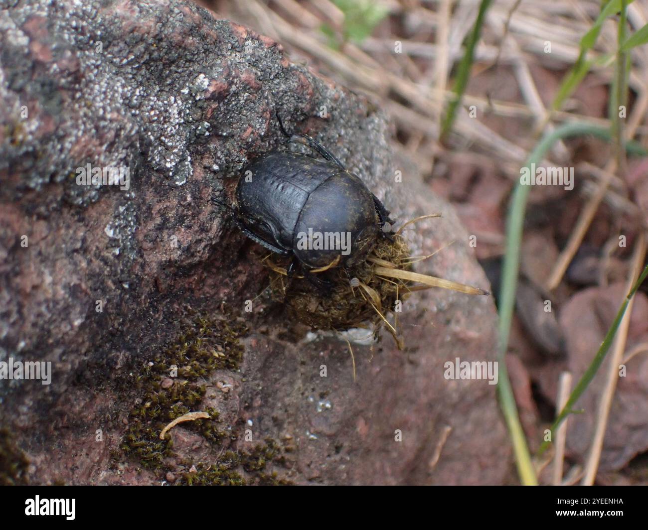 Dung Beetles (Scarabaeinae Stock Photo - Alamy