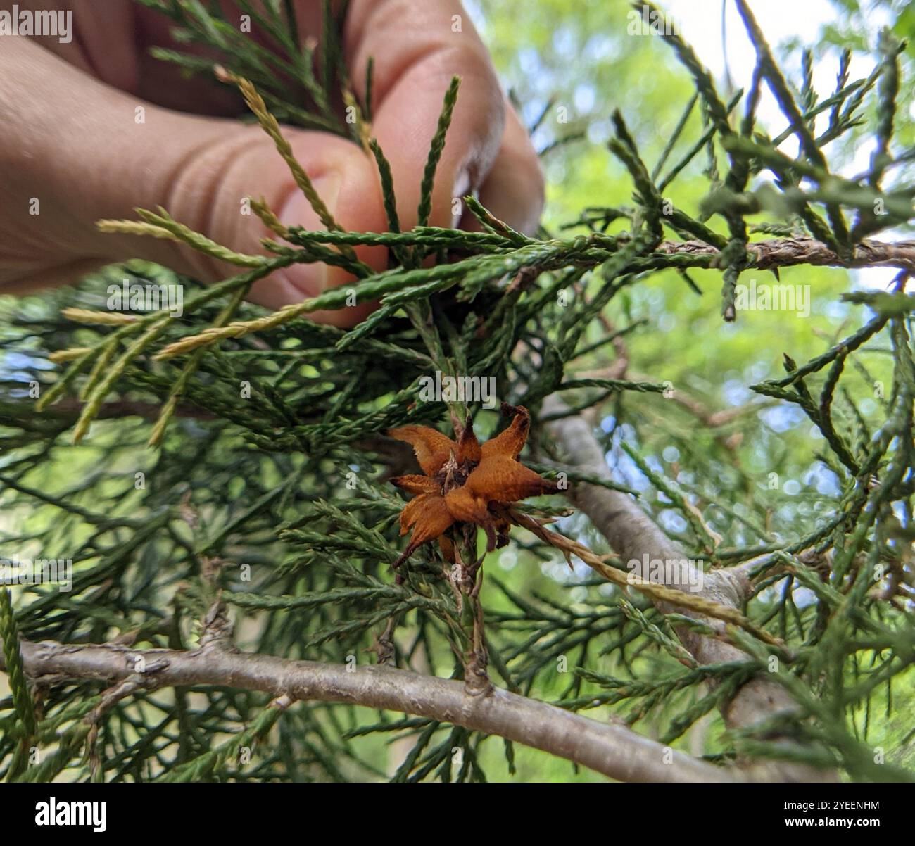 juniper-apple rust (Gymnosporangium juniperi-virginianae Stock Photo ...