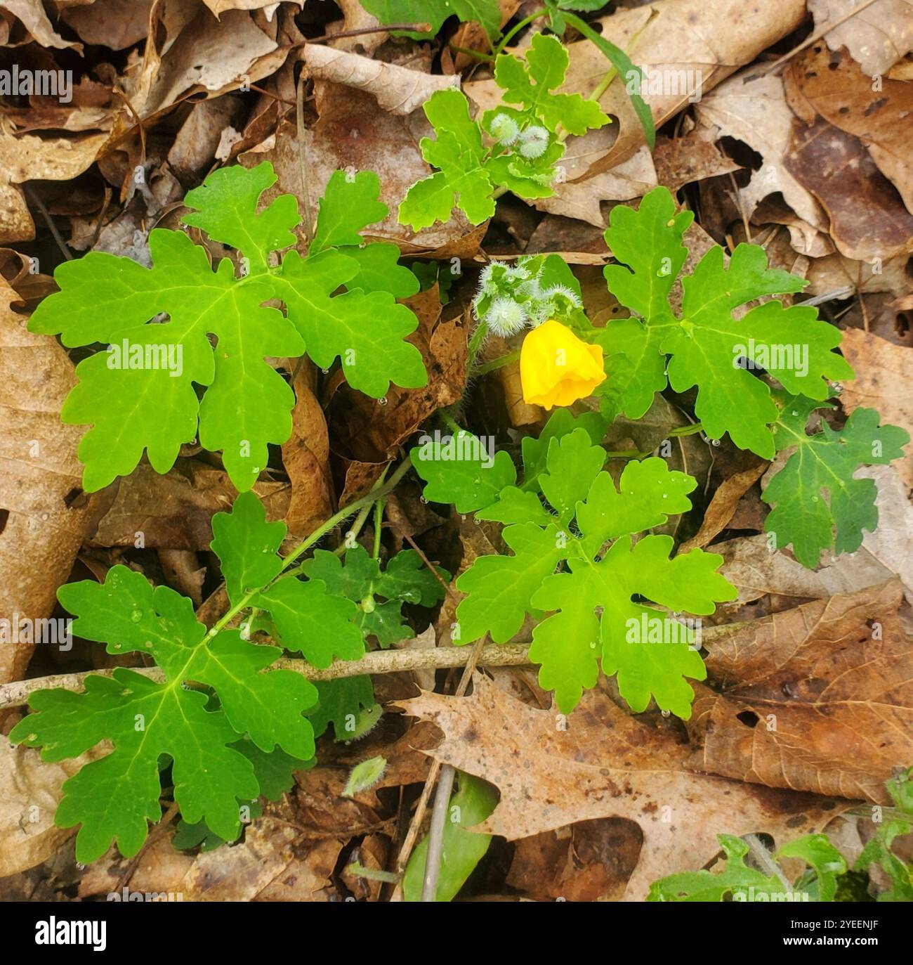Celandine Poppy (Stylophorum diphyllum Stock Photo - Alamy