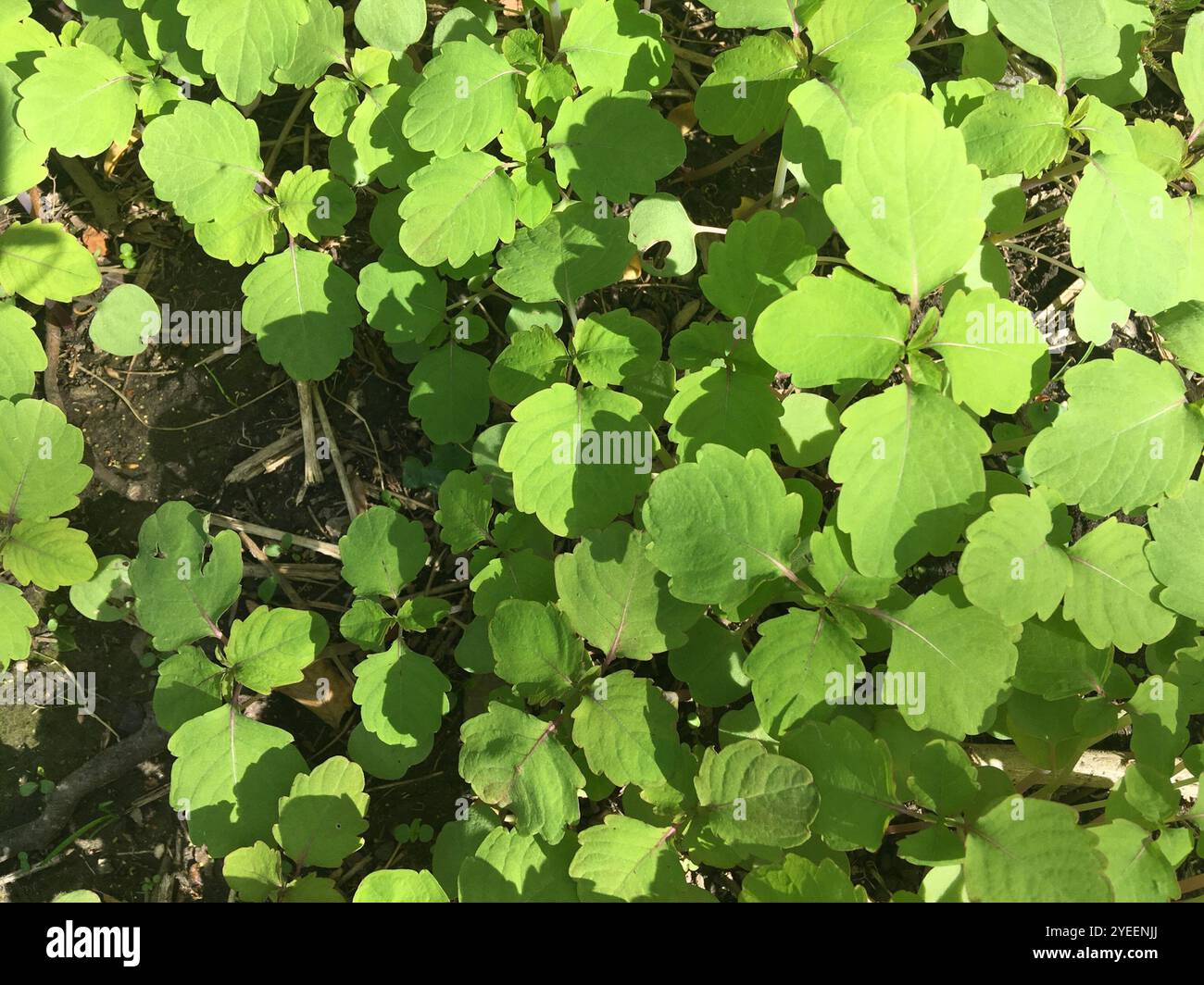 common jewelweed (Impatiens capensis Stock Photo - Alamy