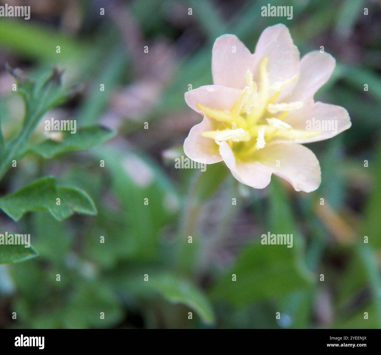 Oenothera laciniata hi-res stock photography and images - Alamy