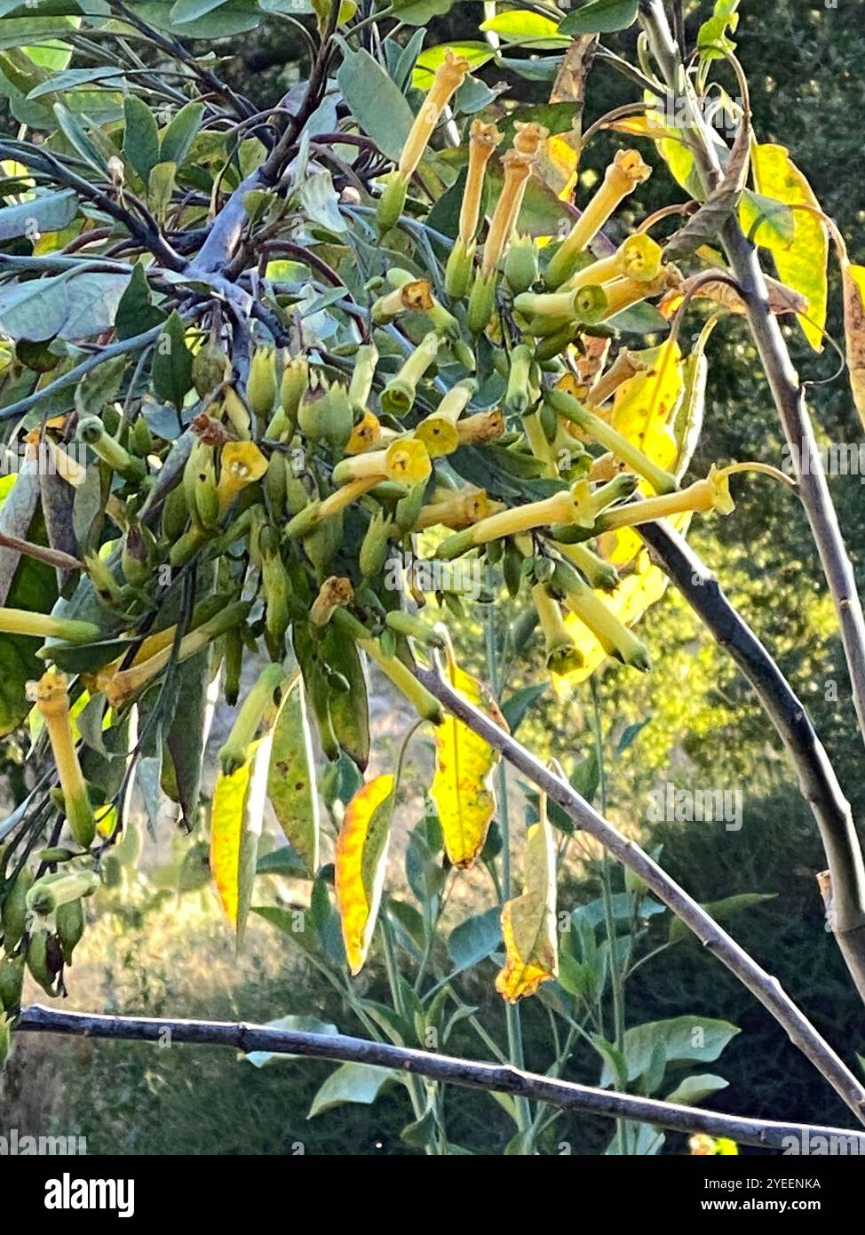 tree tobacco (Nicotiana glauca Stock Photo - Alamy