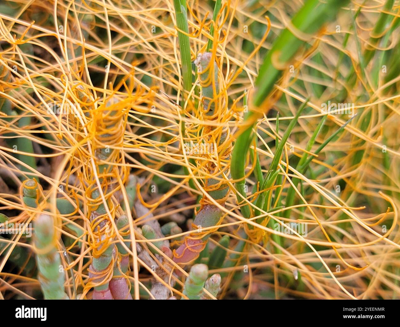 Goldenthread hi-res stock photography and images - Alamy