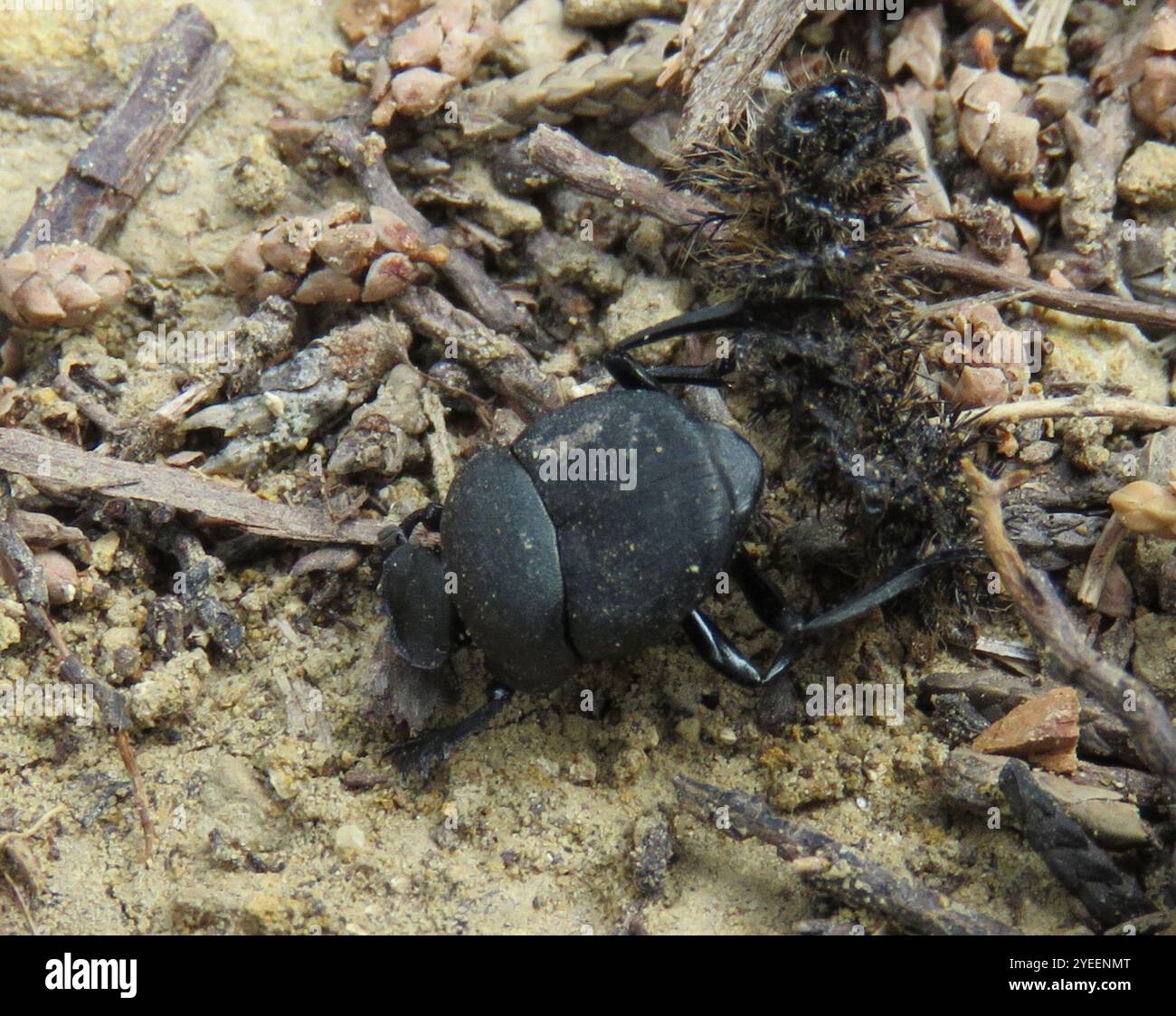 Dung Rollers (Canthon Stock Photo - Alamy