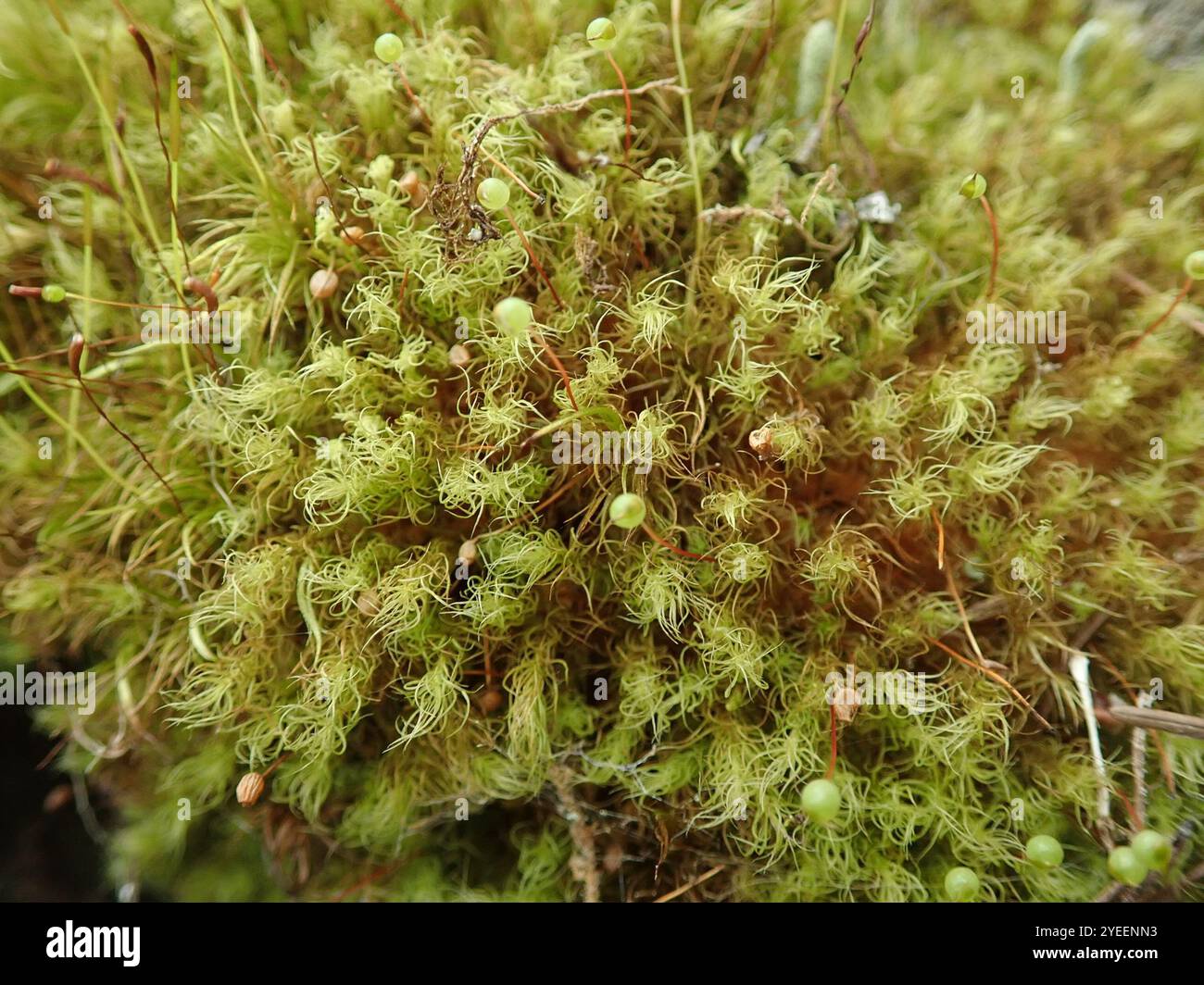 Common Apple-moss (Bartramia pomiformis Stock Photo - Alamy
