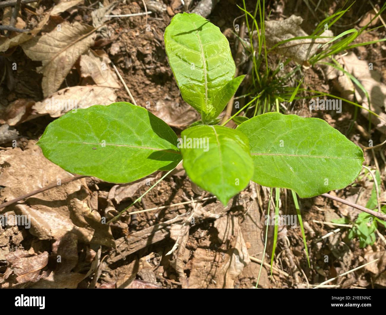 redring milkweed (Asclepias variegata Stock Photo - Alamy