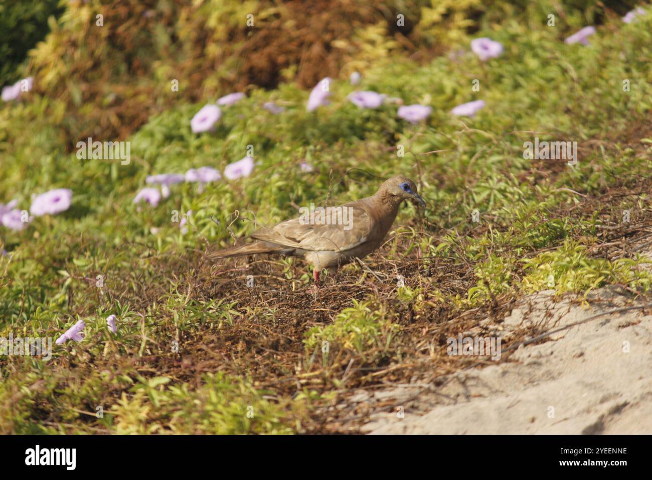 Meloda hi-res stock photography and images - Alamy