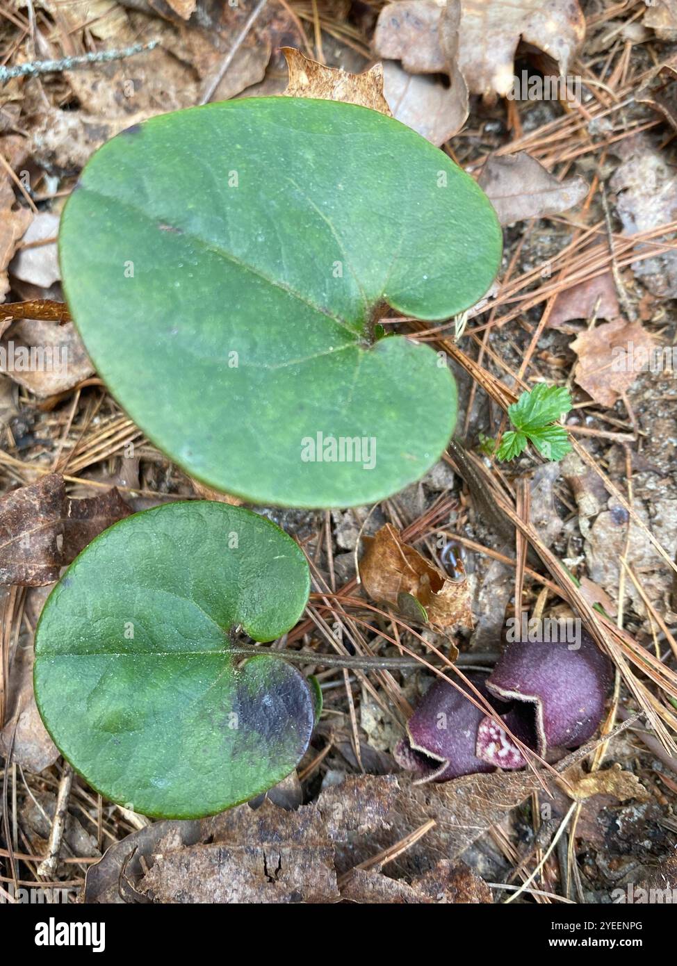 French Broad heartleaf (Hexastylis rhombiformis Stock Photo - Alamy