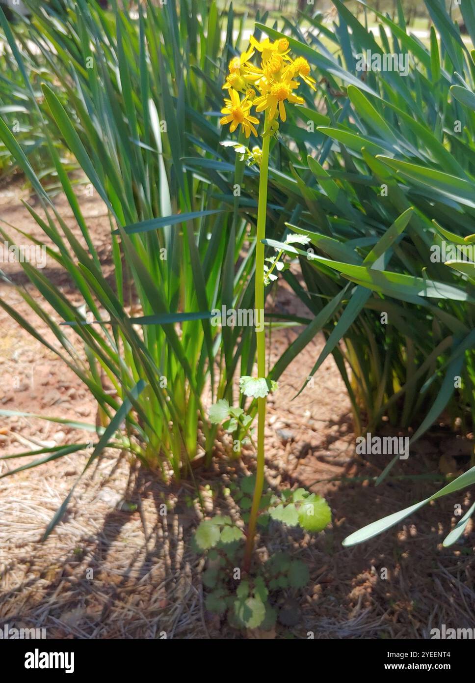Butterweed (Packera glabella Stock Photo - Alamy