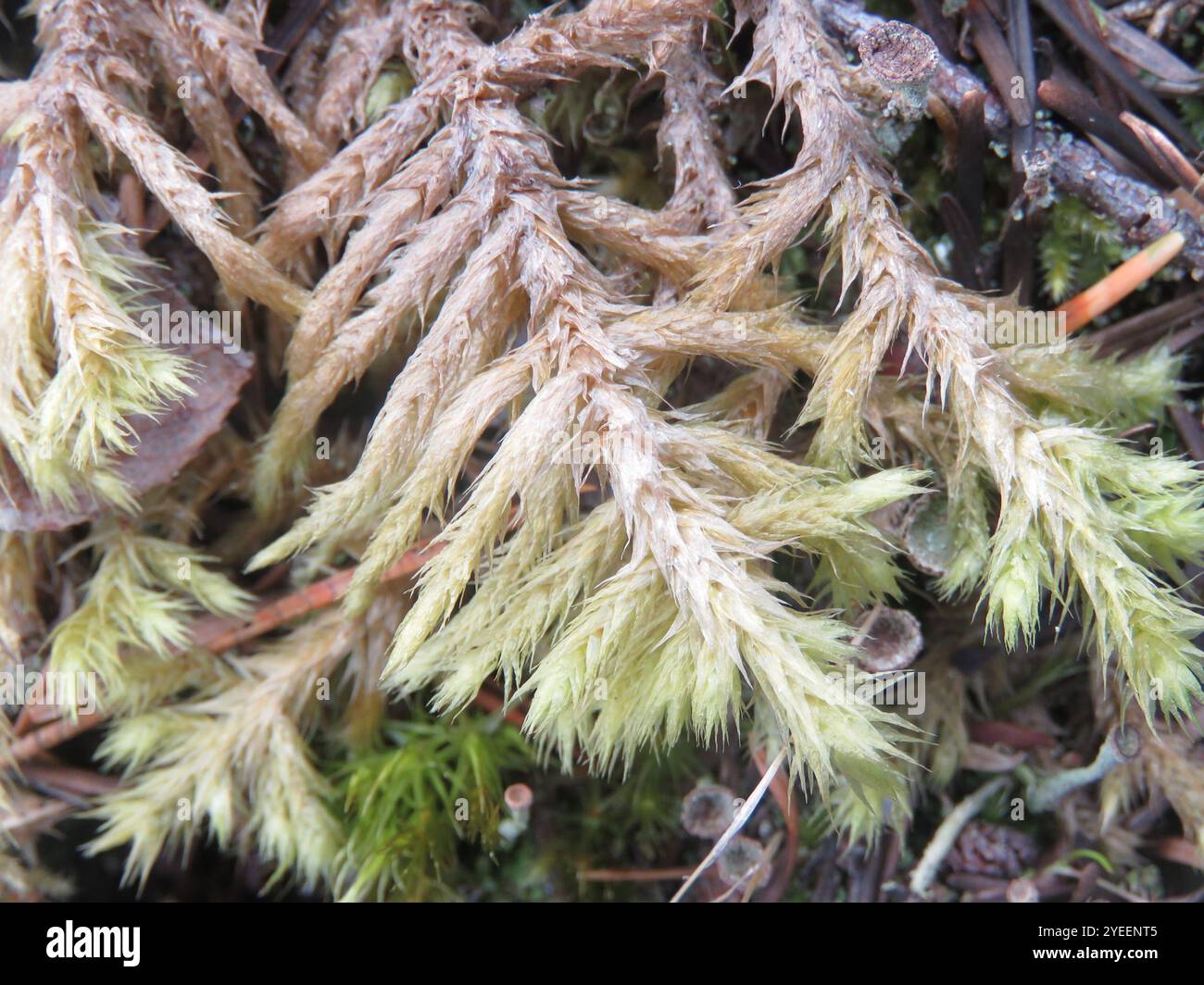 rough goose neck moss (Hylocomiadelphus triquetrus Stock Photo - Alamy