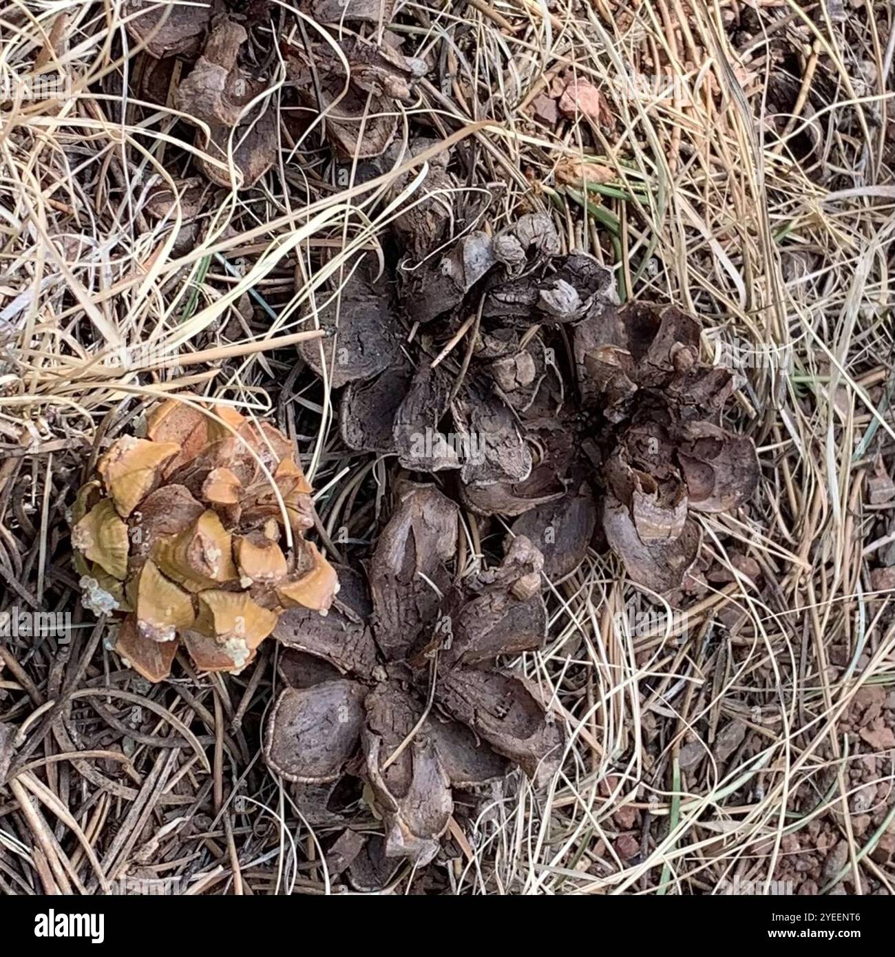 Colorado Pinyon (Pinus edulis Stock Photo - Alamy