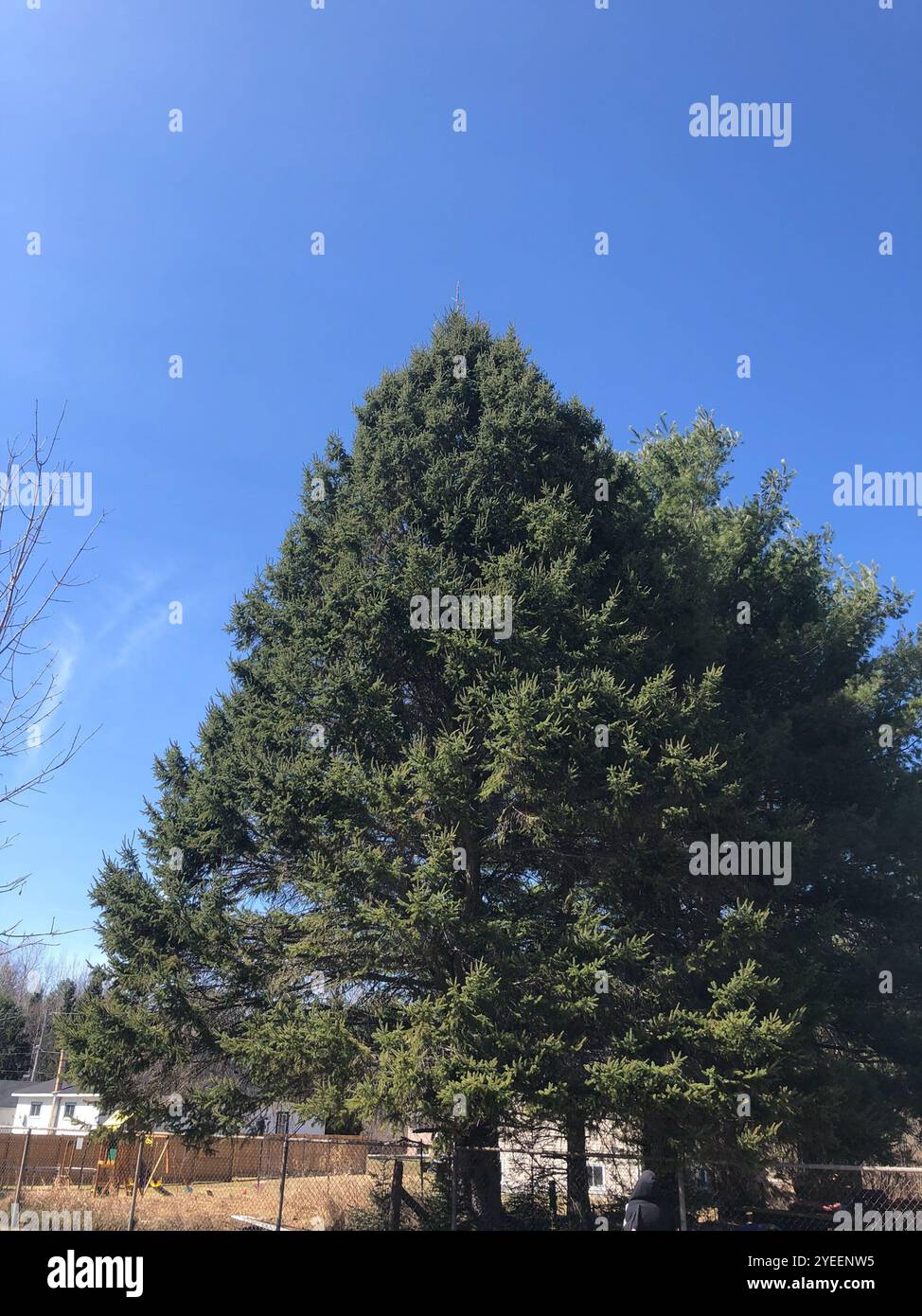 pine family (Pinaceae Stock Photo - Alamy