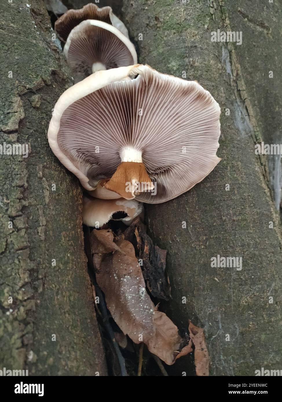 Cyclocybe parasitica hi-res stock photography and images - Alamy