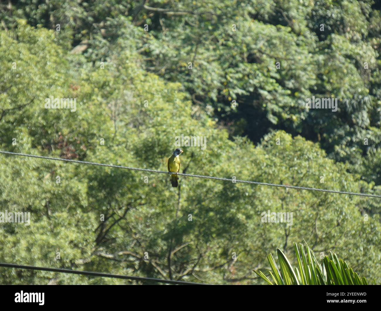 Collared finchbill hi-res stock photography and images - Alamy